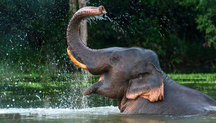 5 Reasons to Fall in Love With Elephants