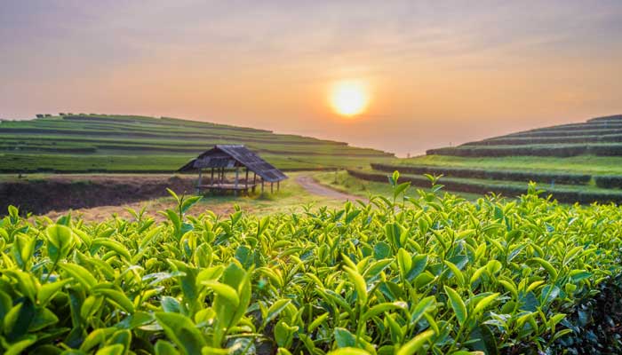 Intercropping v/s Monocropping