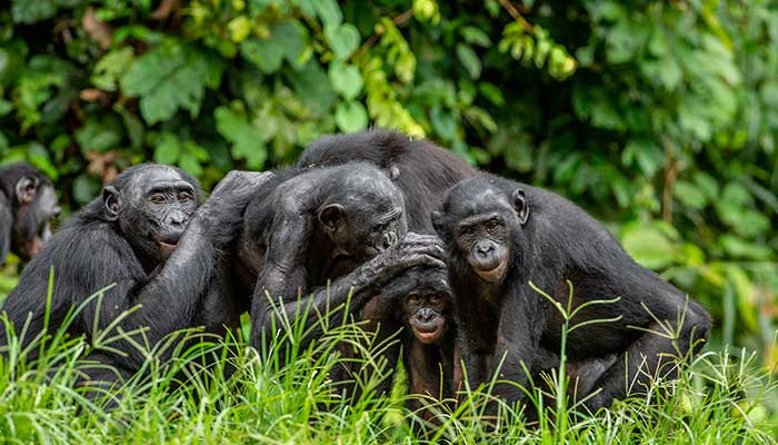 Bonobos- The Closest Relative To Homo Sapiens