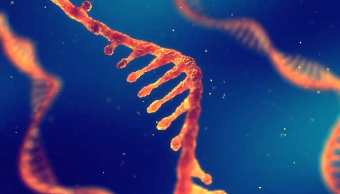 17 interesting facts about Ribonucleic acid (RNA) that you should know