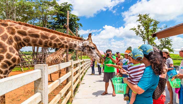 Thailand: 5 Must-Visit Zoos for Wildlife Lovers