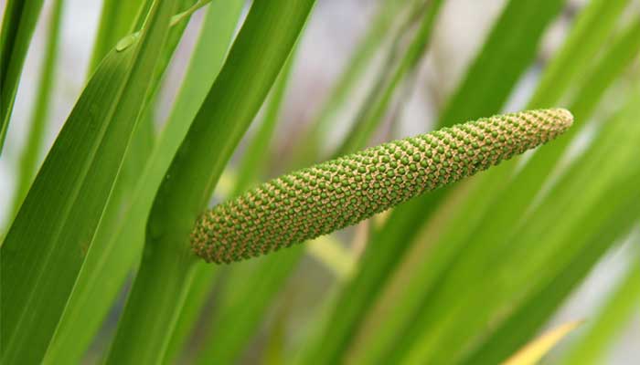 Health benefits of Vacha herb