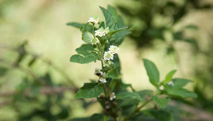 Health benefits of Zumbani